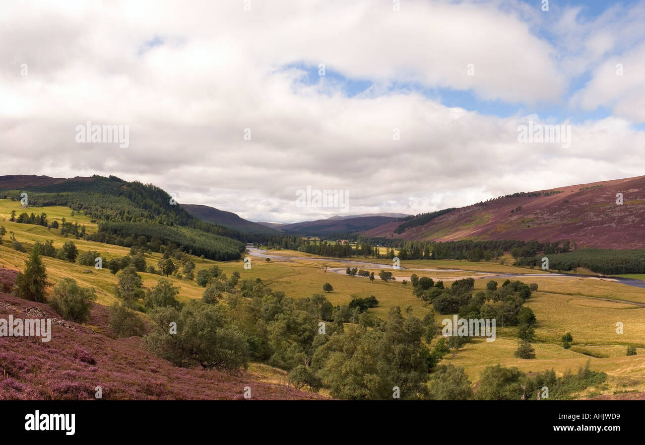 Heather in flower, a blanket of lilac in the Scottish Highlands ...