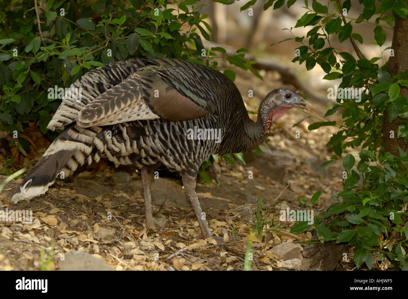 American Wild Turkey Meleagris gallopavo Photographed in the wild in ...