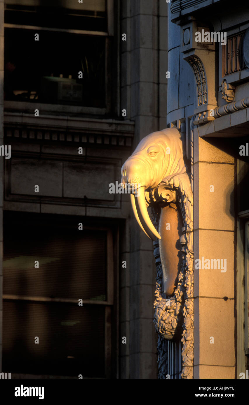 Walrus club hi-res stock photography and images - Alamy
