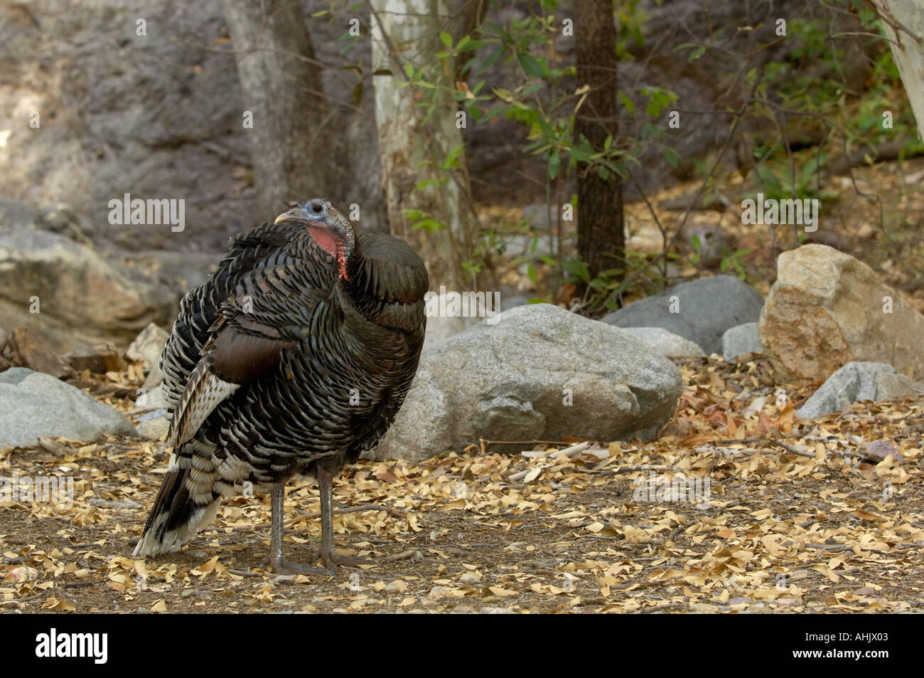 American Wild Turkey Meleagris gallopavo Photographed in the wild in ...