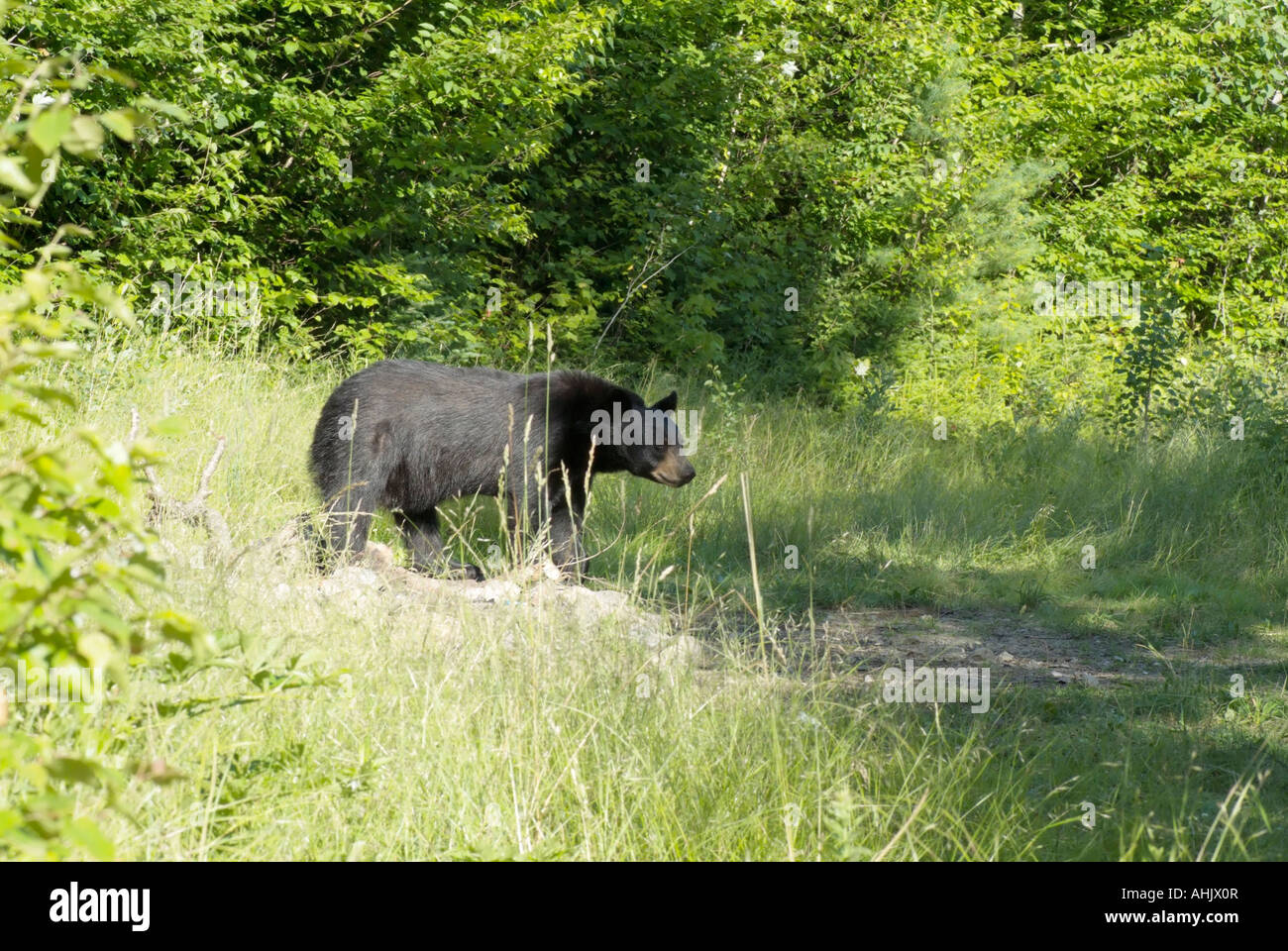 Black Bear Ursus americanus during the summer months in the White ...