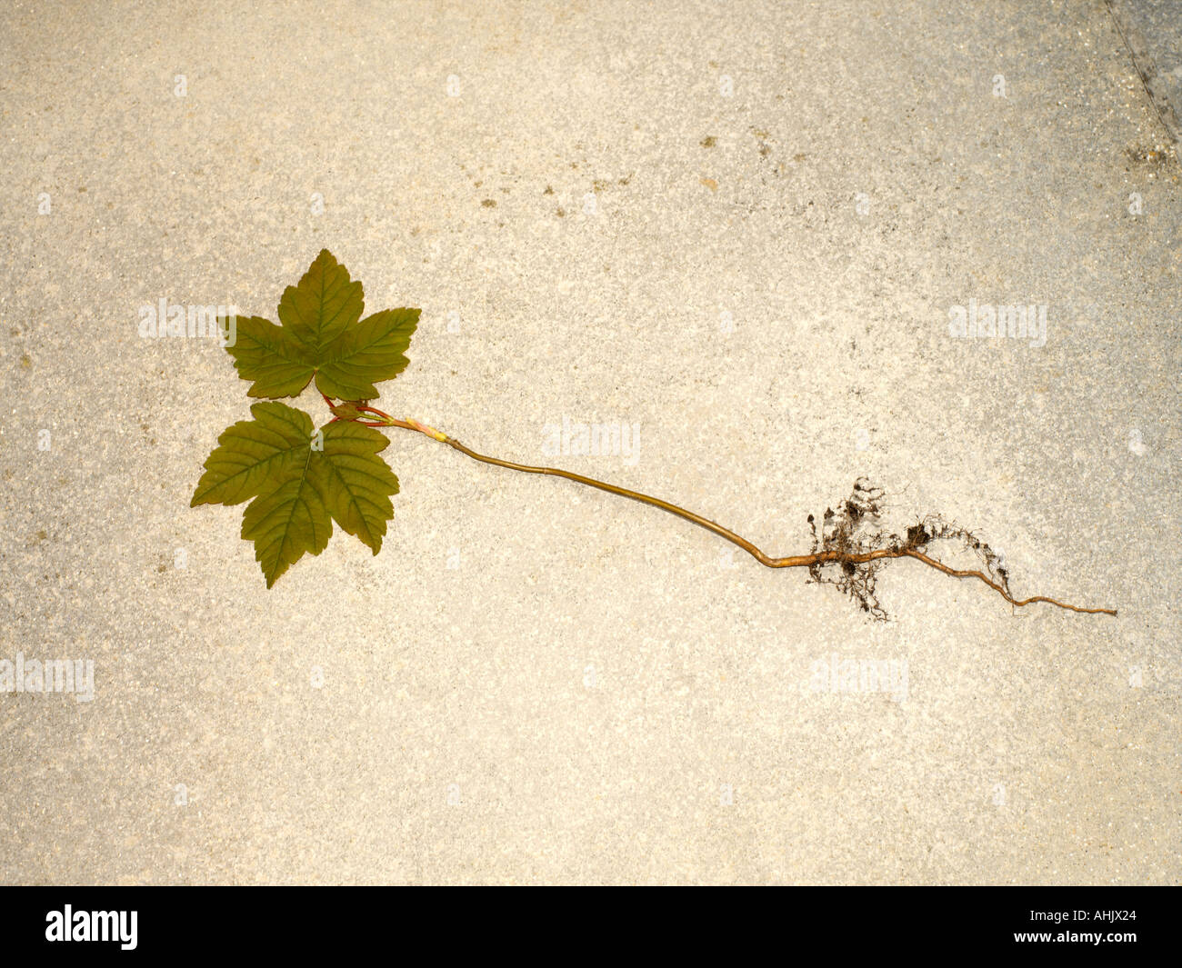 Sapling with Roots Stock Photo - Alamy