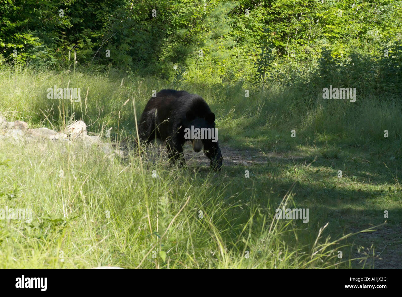 Black Bear Ursus americanus during the summer months in the White ...