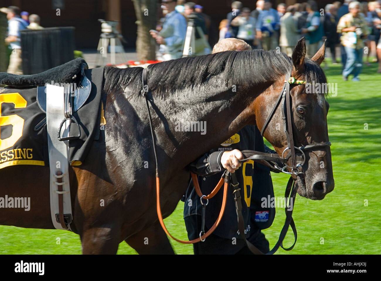 Paddock thoroughbred with handler Stock Photo - Alamy