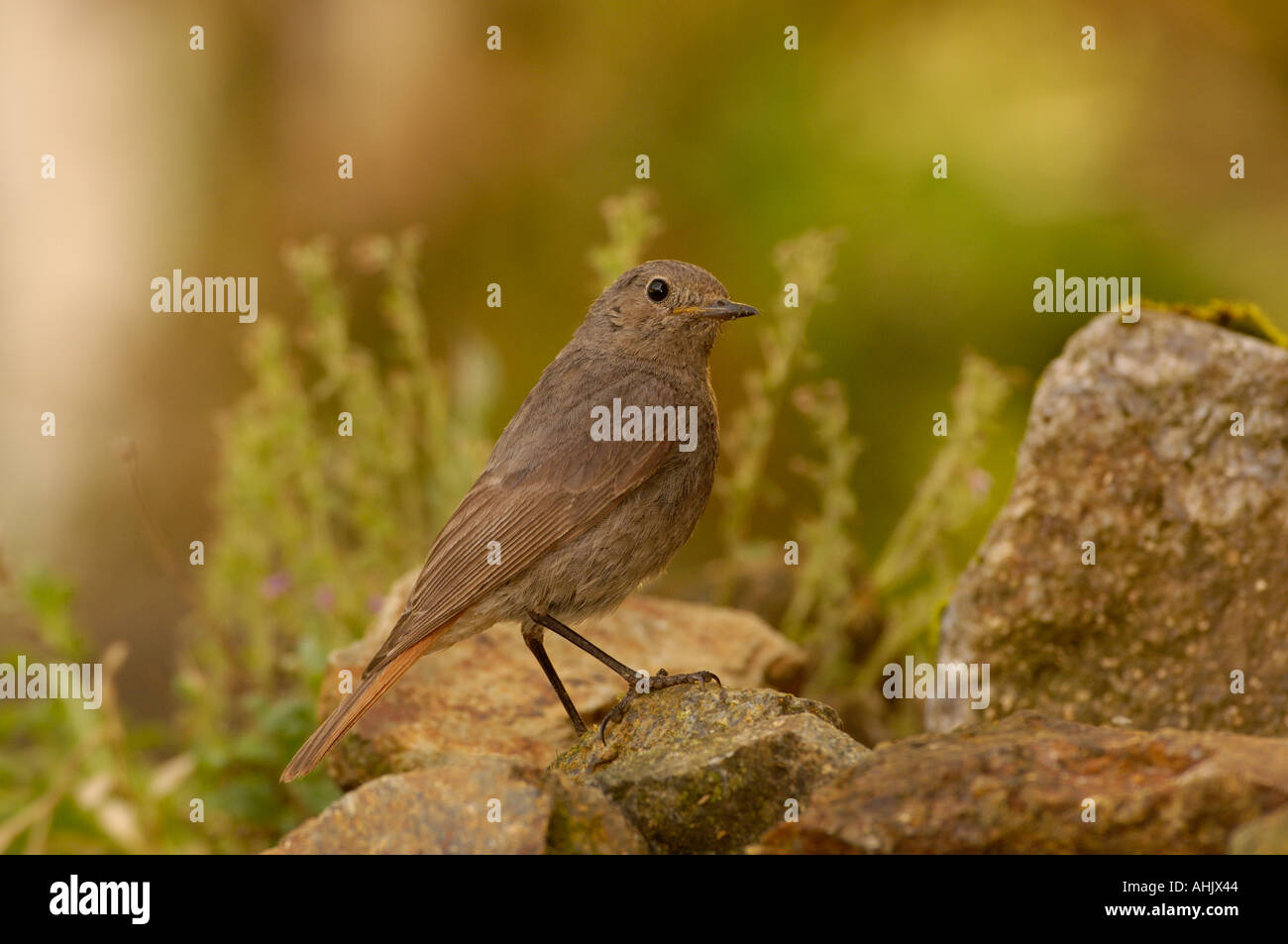 Female european redstart hi-res stock photography and images - Alamy