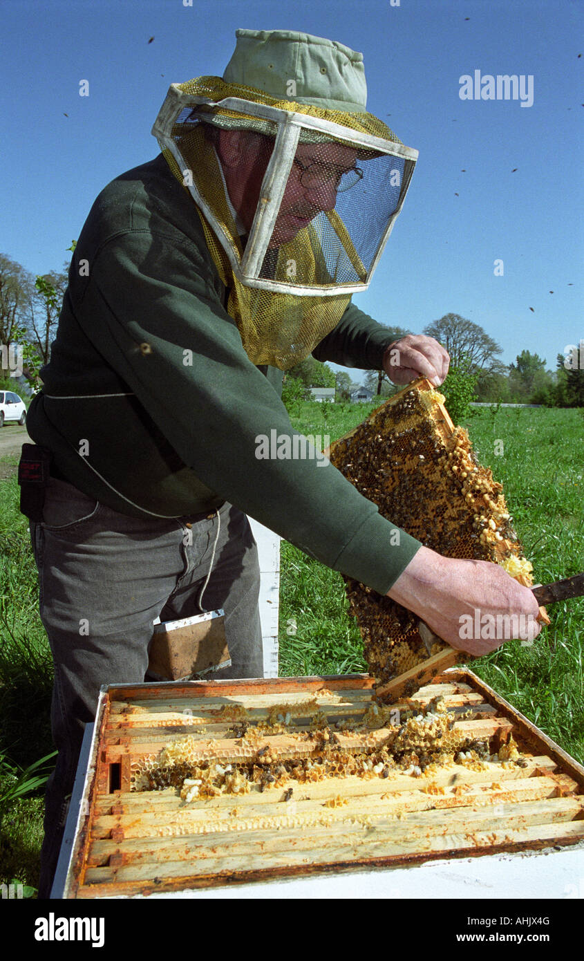 Beekeeper collecting honeycomb from bee hive Stock Photo - Alamy