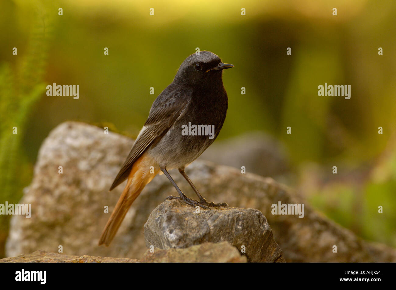 Black Redstart Phoenicurus ochruros Adult male Stock Photo - Alamy