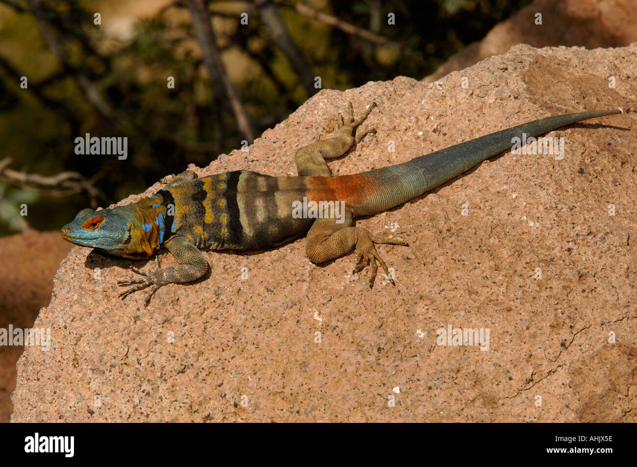 Blue rock lizard petrosaurus thalassinus photographed in arizona usa hi ...