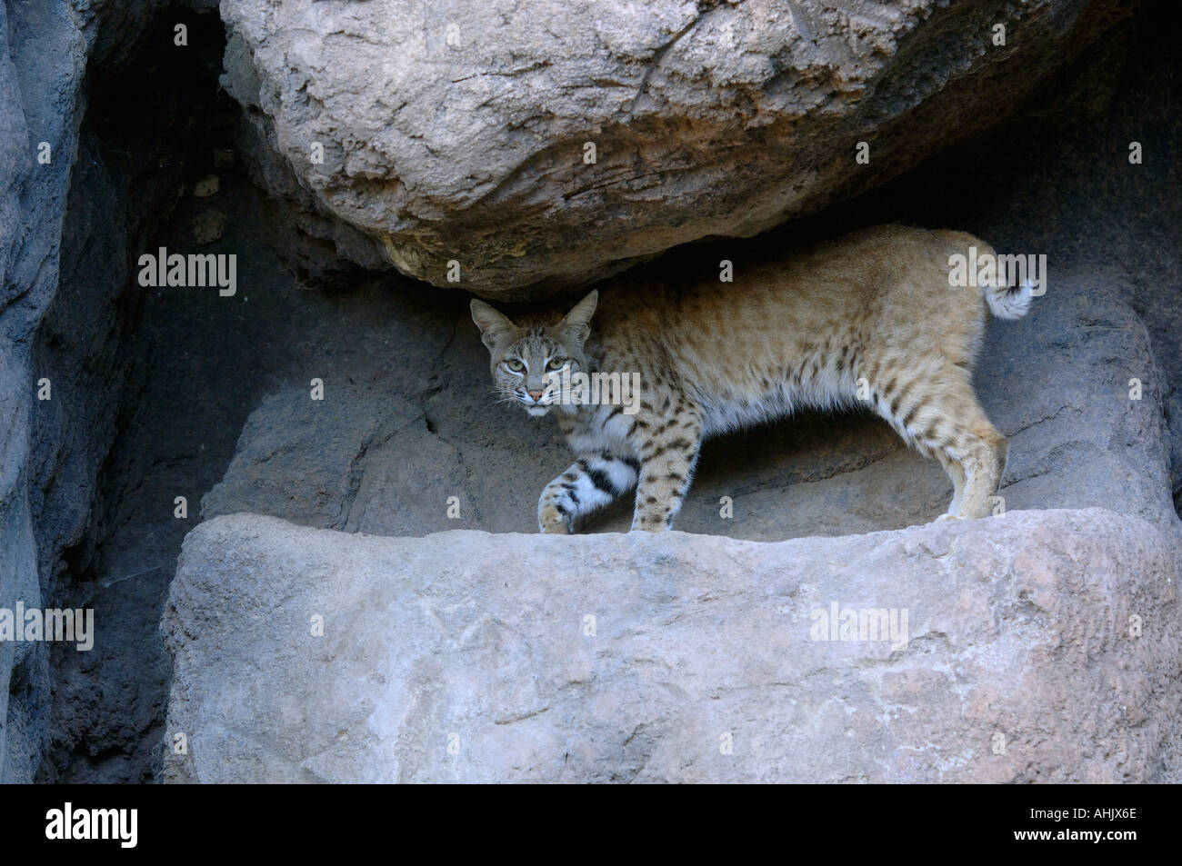 Bobcat Lynx rufus Photographed in Arizona USA Stock Photo - Alamy