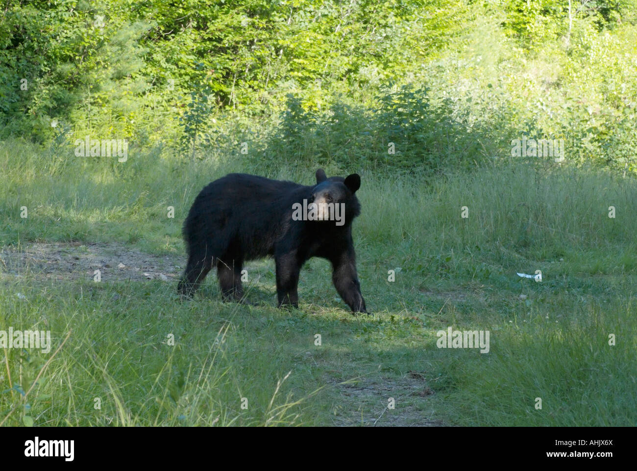 Black Bear Ursus americanus during the summer months in the White ...