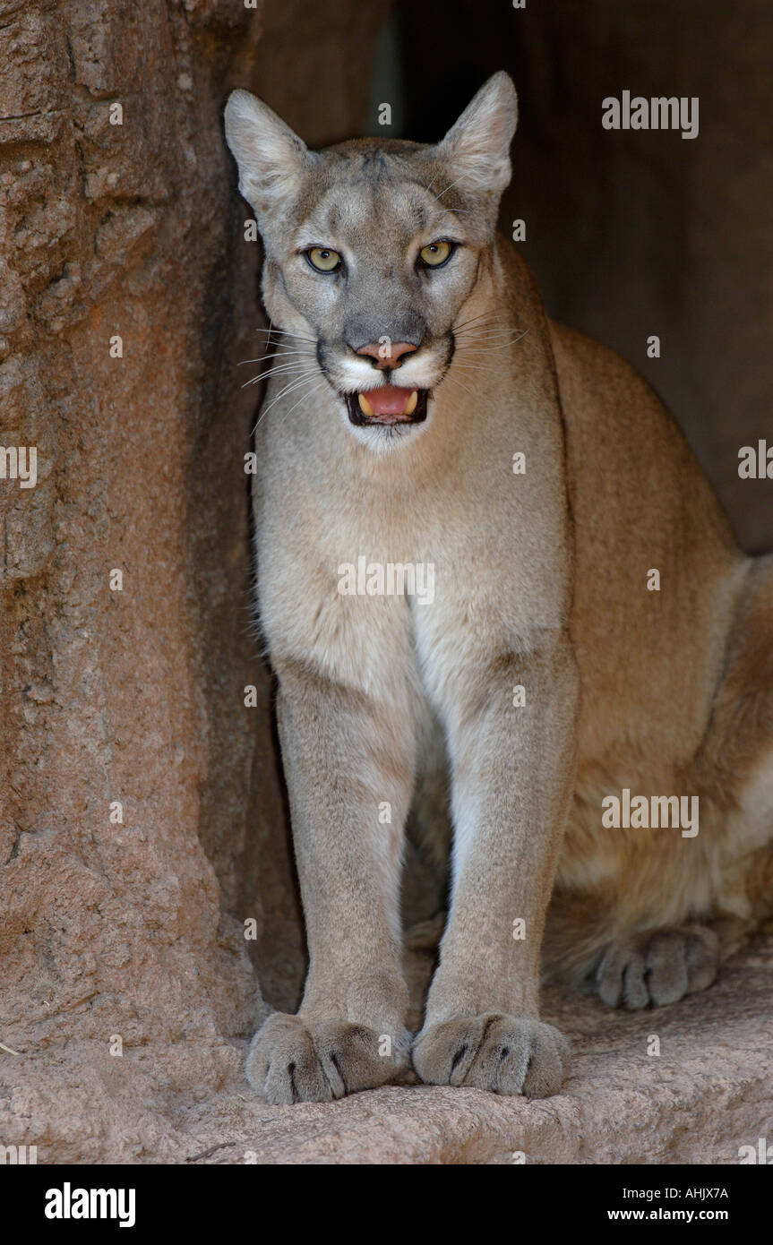Mountain Lion OR Puma Felis concolor Stock Photo - Alamy