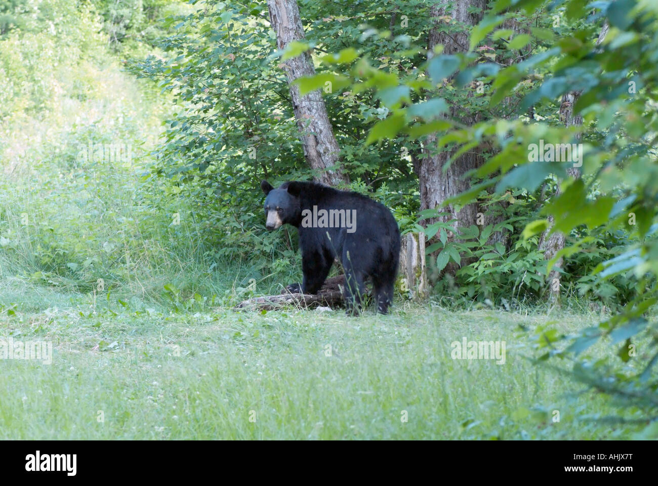 Black Bear Ursus americanus during the summer months in the White ...