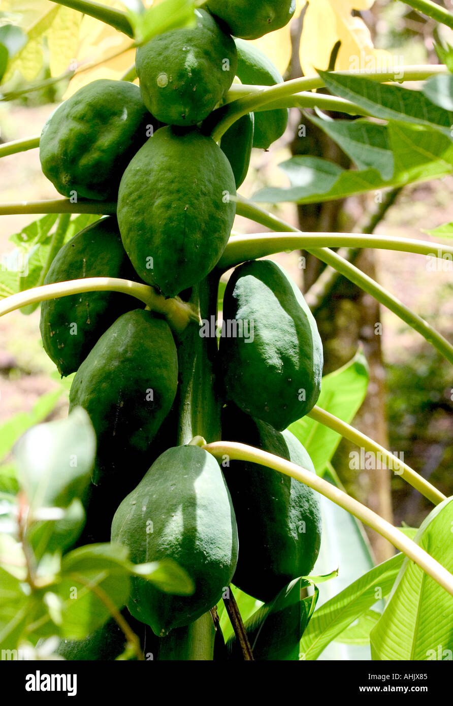 Grenada Caribbean flora and fauna Stock Photo - Alamy