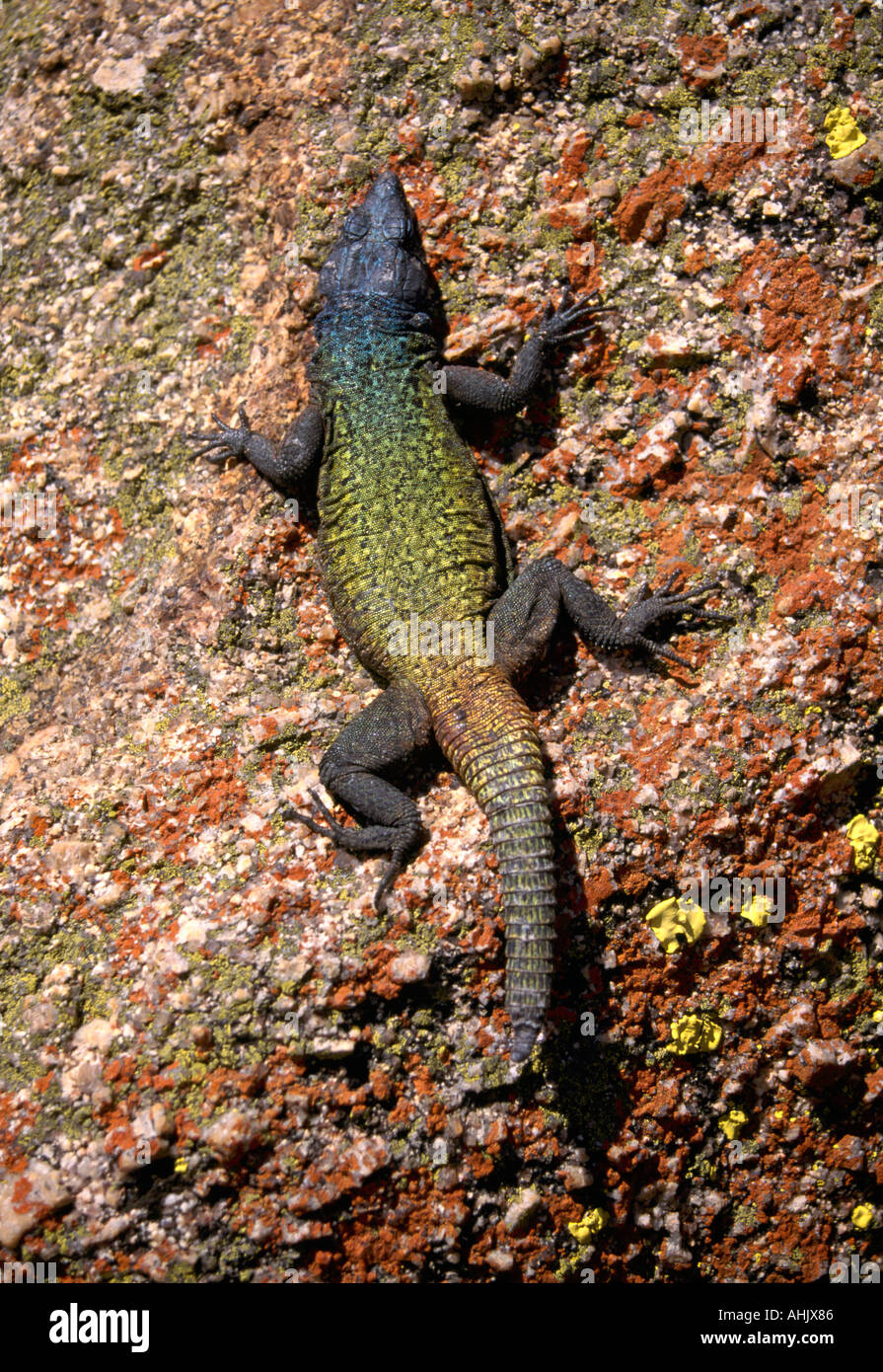 Lizard wildlife zimbabwe hi-res stock photography and images - Alamy