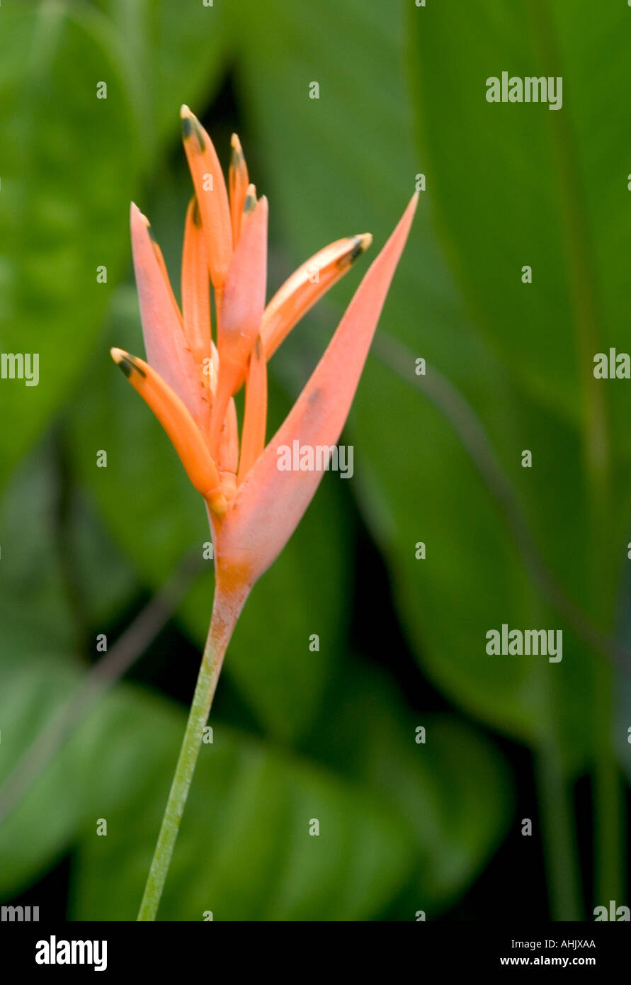 Grenada Caribbean flora and fauna Stock Photo - Alamy