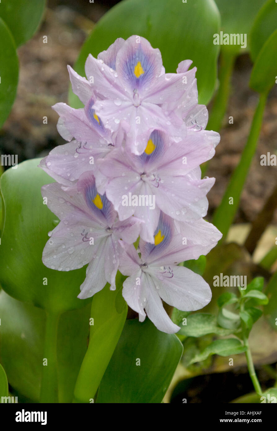 Grenada Caribbean flora and fauna Stock Photo - Alamy