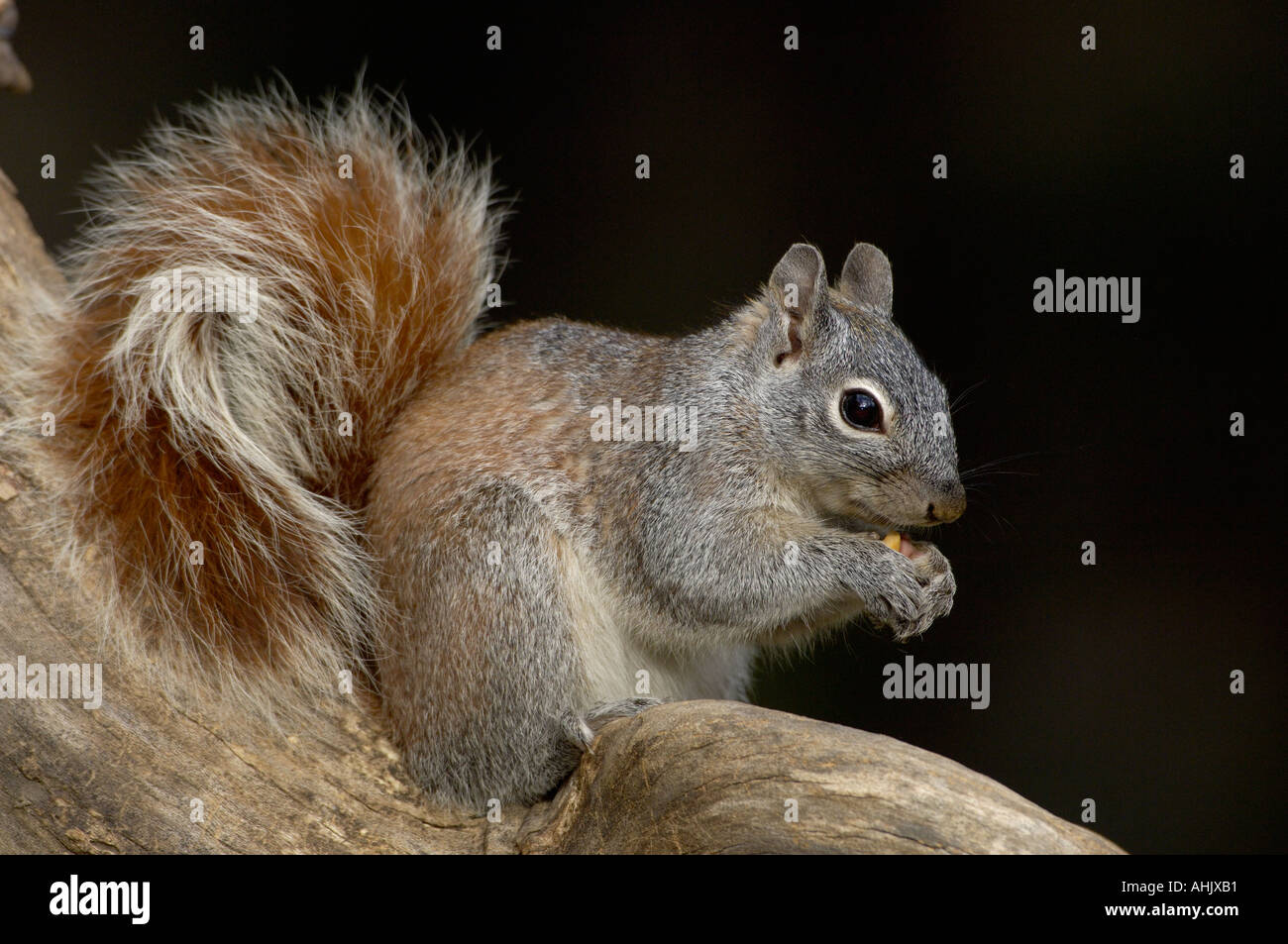 Squirrel woodland nature wildlife hi-res stock photography and images ...