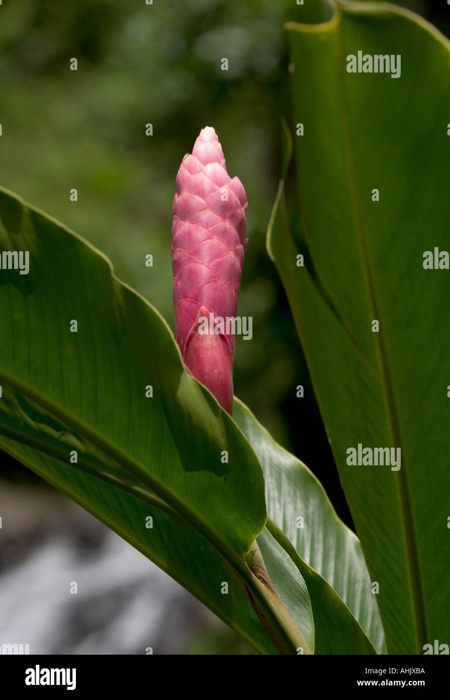 Grenada Caribbean flora and fauna Stock Photo - Alamy