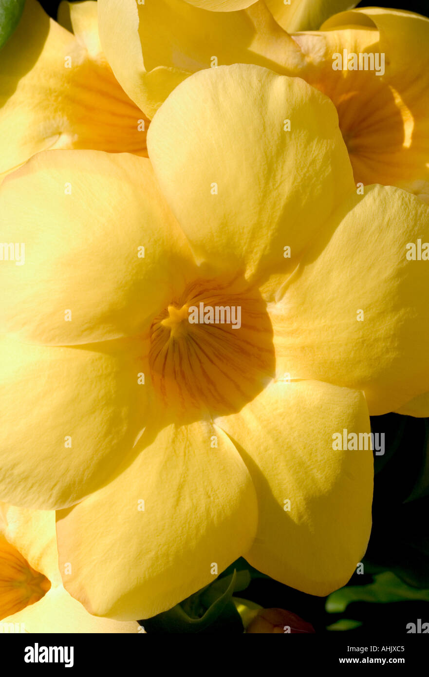 Grenada Caribbean flora and fauna Stock Photo - Alamy