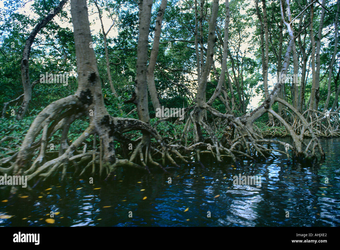 Dominican Republic Mangrove Swamp Lagoon Stock Photo - Alamy
