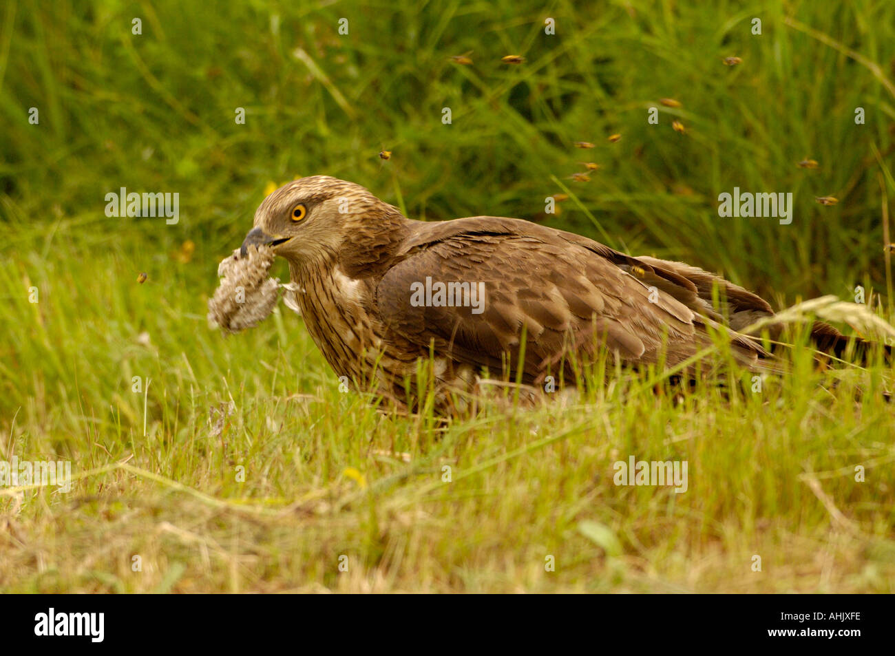 Honey Buzzard Pernis apivorus Adult digging out wasp nest for honey ...