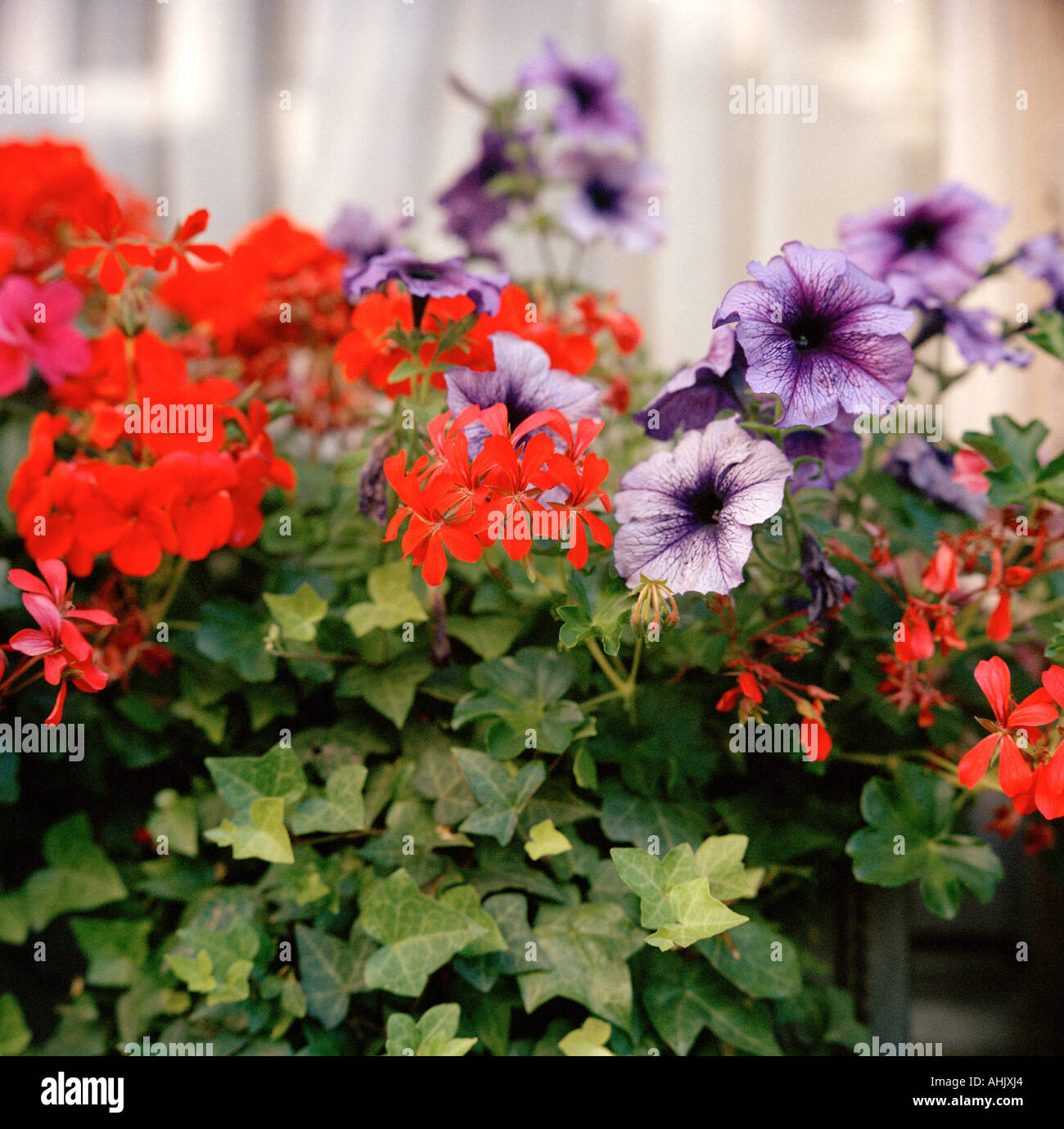 Red and purple flowers in a window box in St. James central London UK ...