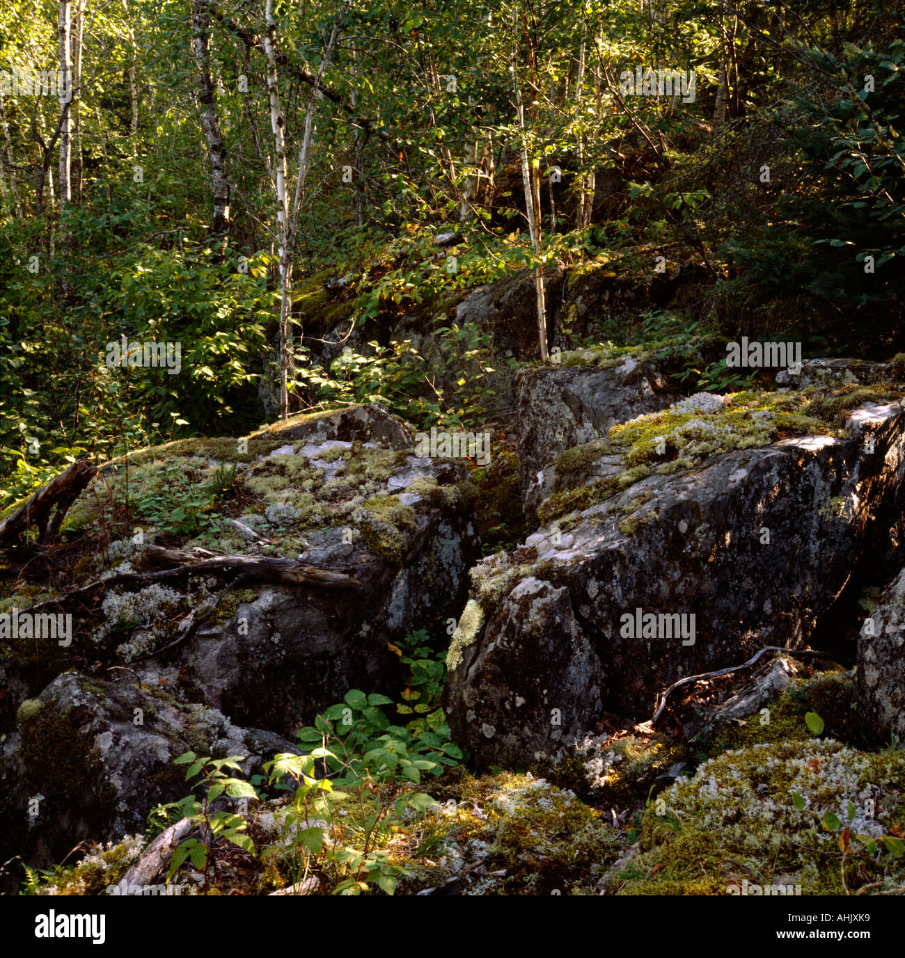 Canadian Sheild forest in summer in Whiteshell Provincial Park ...