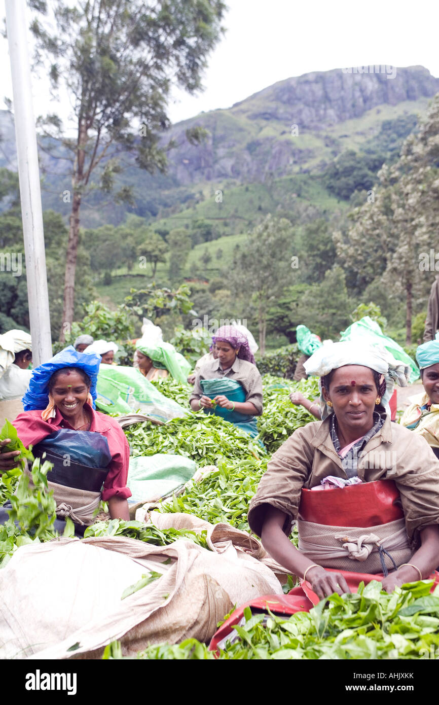 Tea leaves selection sorting hi-res stock photography and images - Alamy