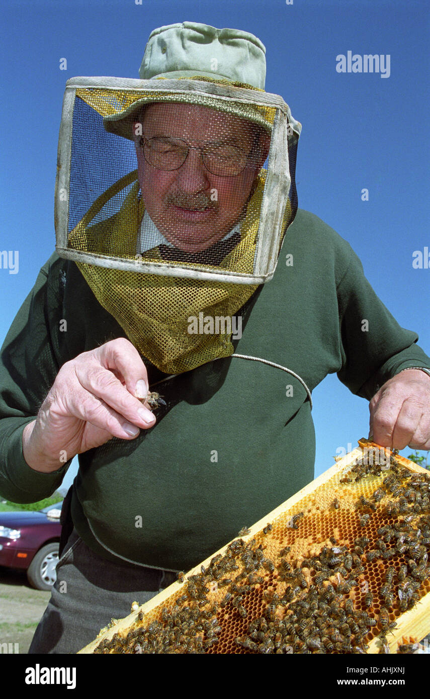 Beekeeper with open hive looking at a queen bee Stock Photo - Alamy