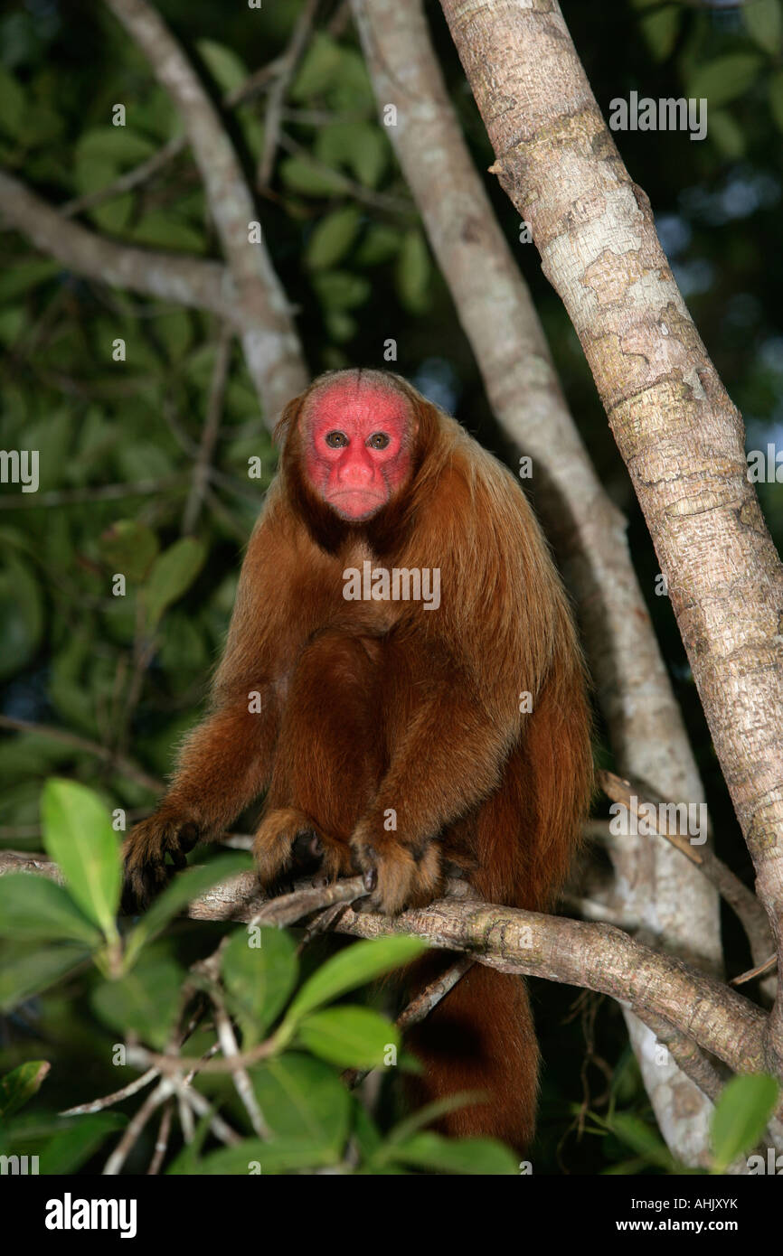 Uakari monkey Cacajao calvus Brazil Stock Photo - Alamy