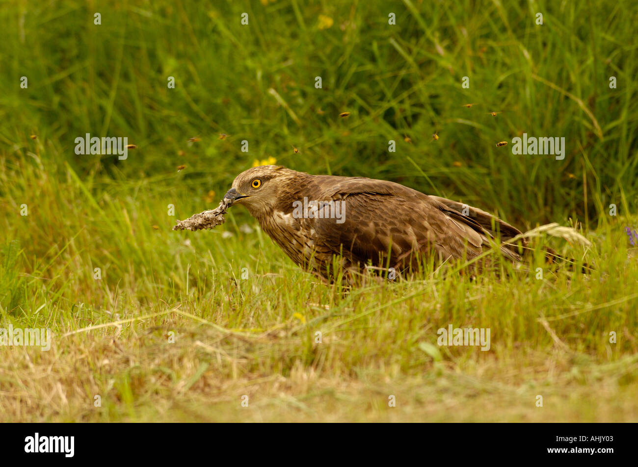 Honey buzzard eating wasp larvae hi-res stock photography and images ...