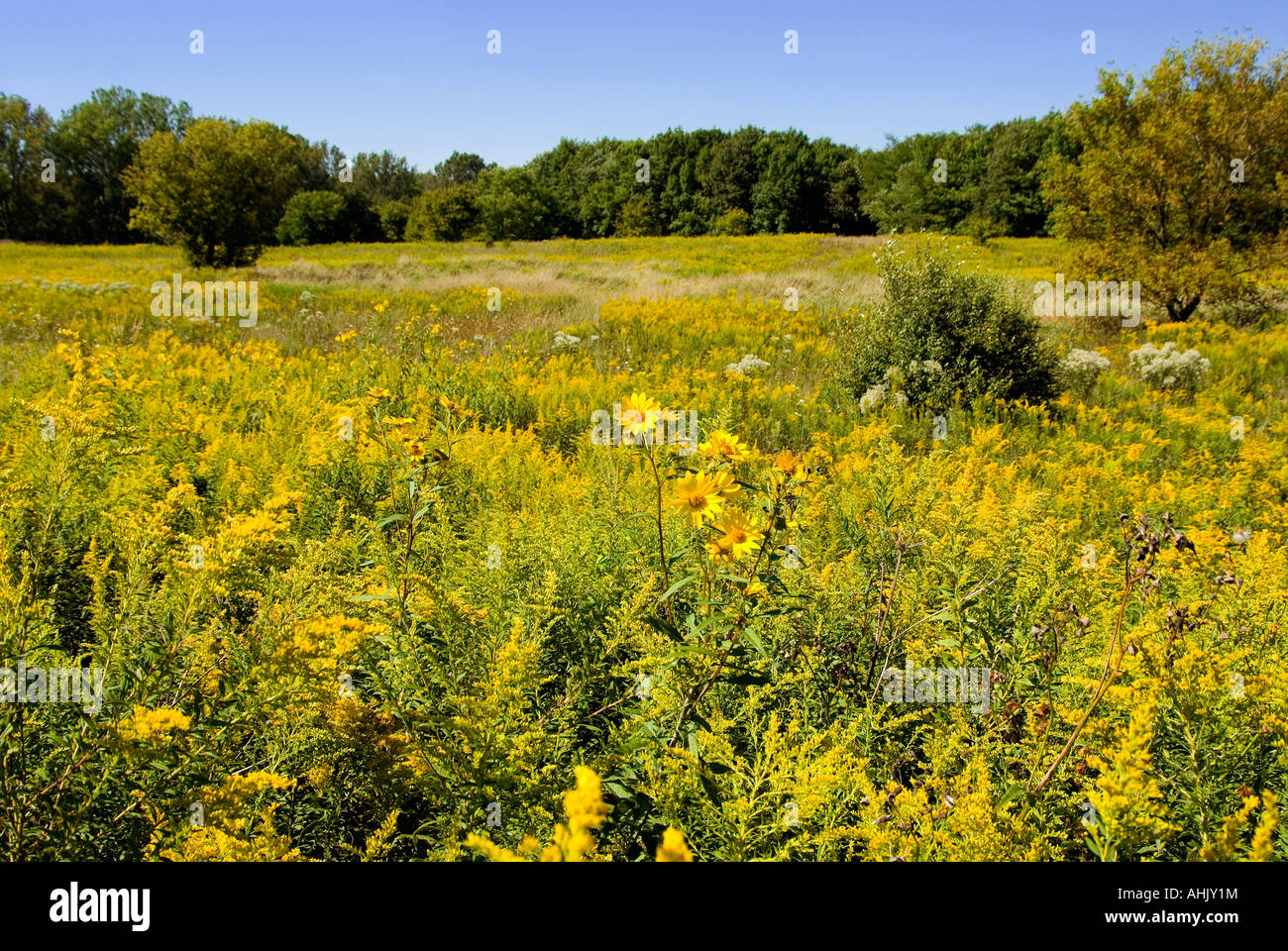Field of Goldenrod Stock Photo - Alamy