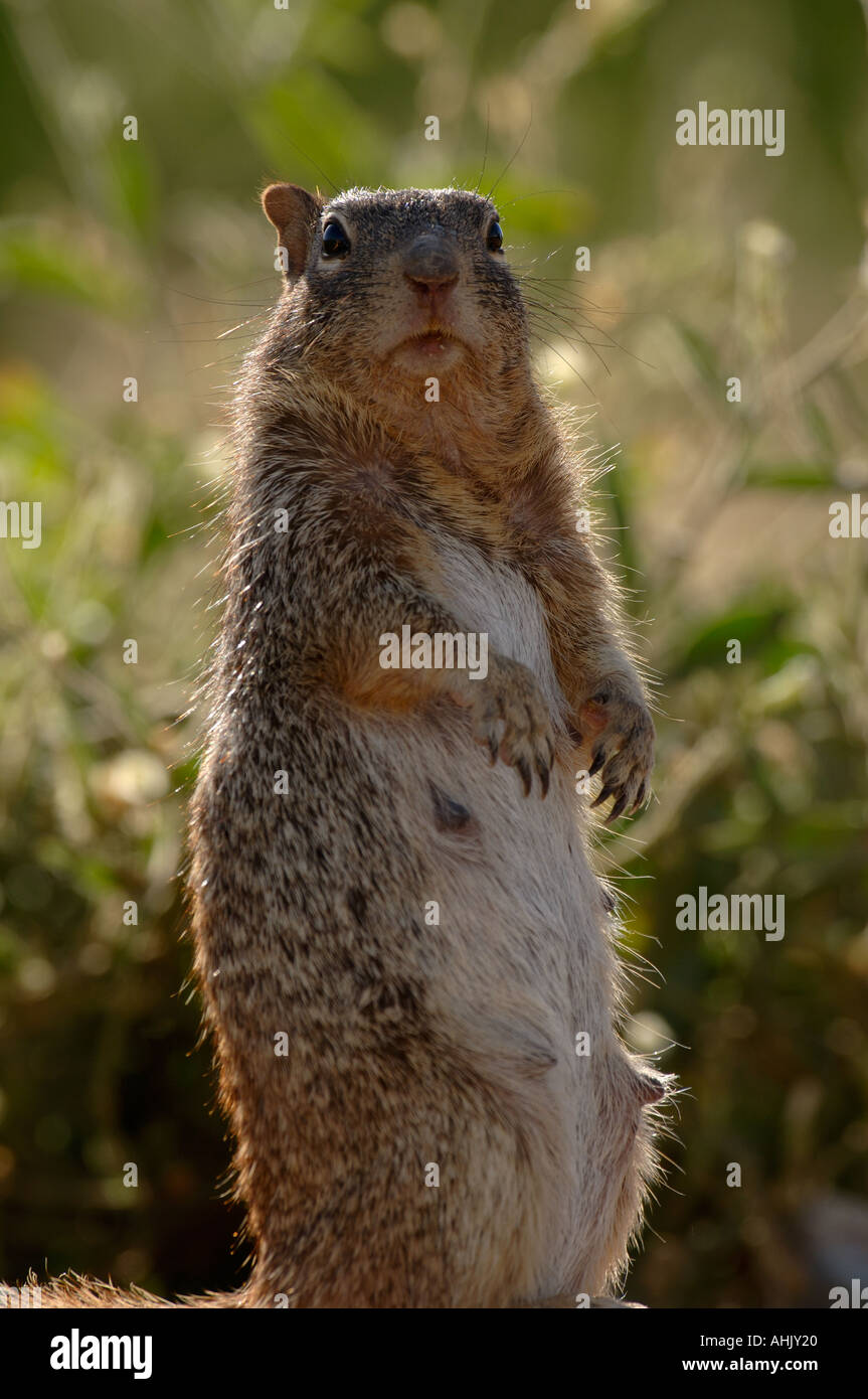 Black tailed Prairie Dog Cynomys ludovicianus Female Photogrpahed in ...