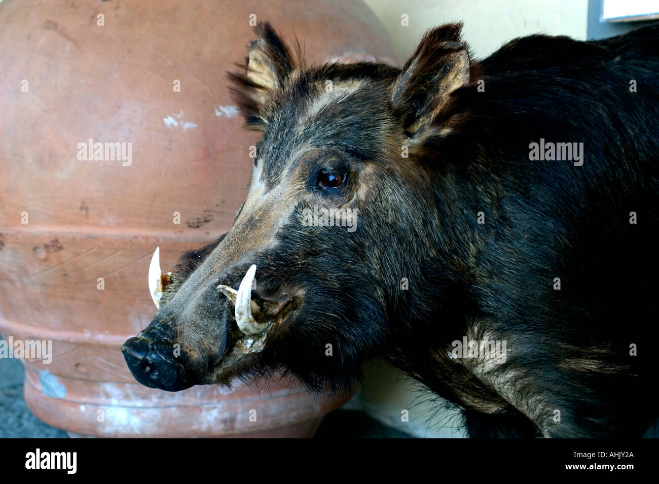 Tuscany Italy Italian cured Ham Parma Butcher shop pig hog swine Stock ...