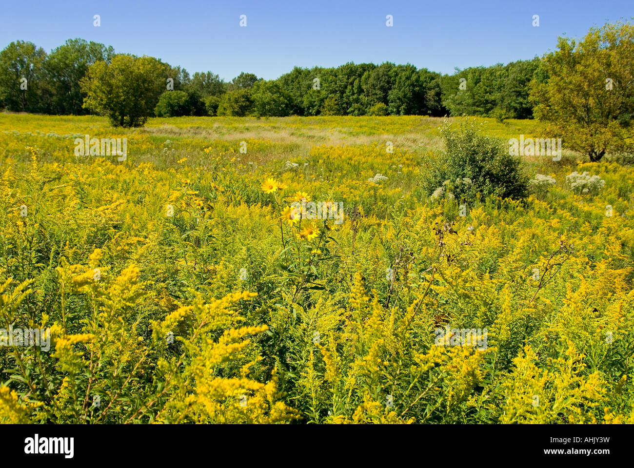 Field of Goldenrod Stock Photo - Alamy
