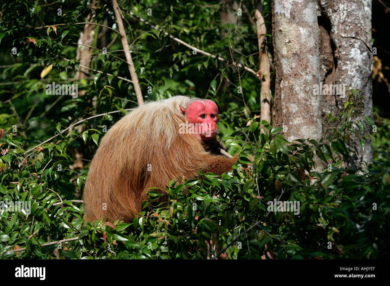 Uakari monkey Cacajao calvus Brazil Stock Photo - Alamy