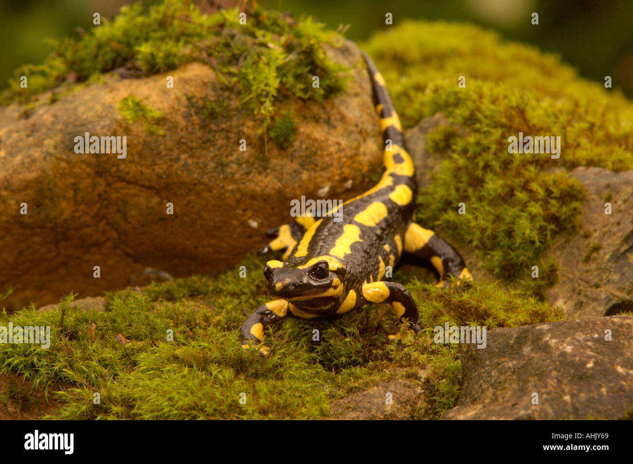 Salamandridae hi-res stock photography and images - Alamy