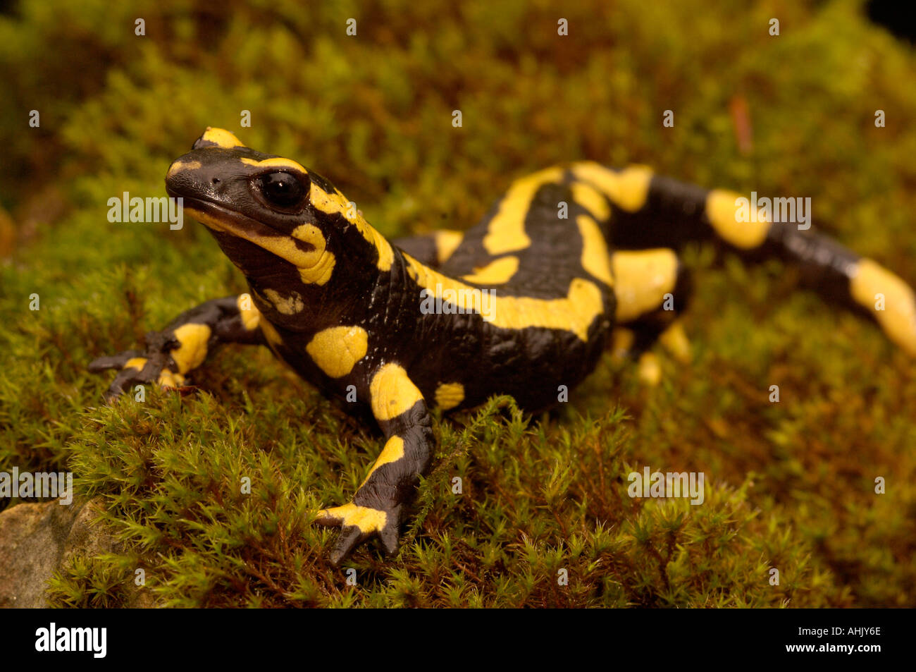 Fire Salamander Salamandra salamandra photographed in France Stock ...