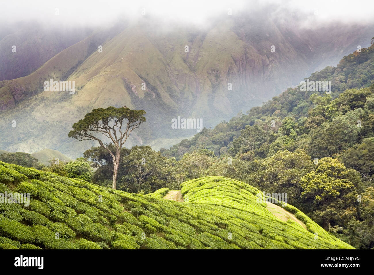 Tea estate in mountains of South India, Kerala, Munnar district Stock ...