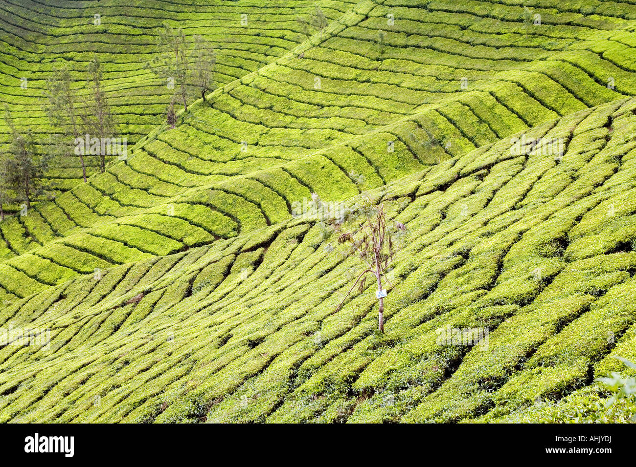 Tea estate in Munnar, Kerala, India Stock Photo - Alamy