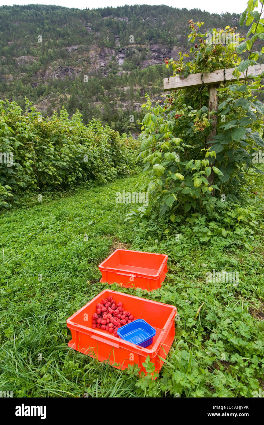 Raspberry farm Jostedal Norway Stock Photo - Alamy