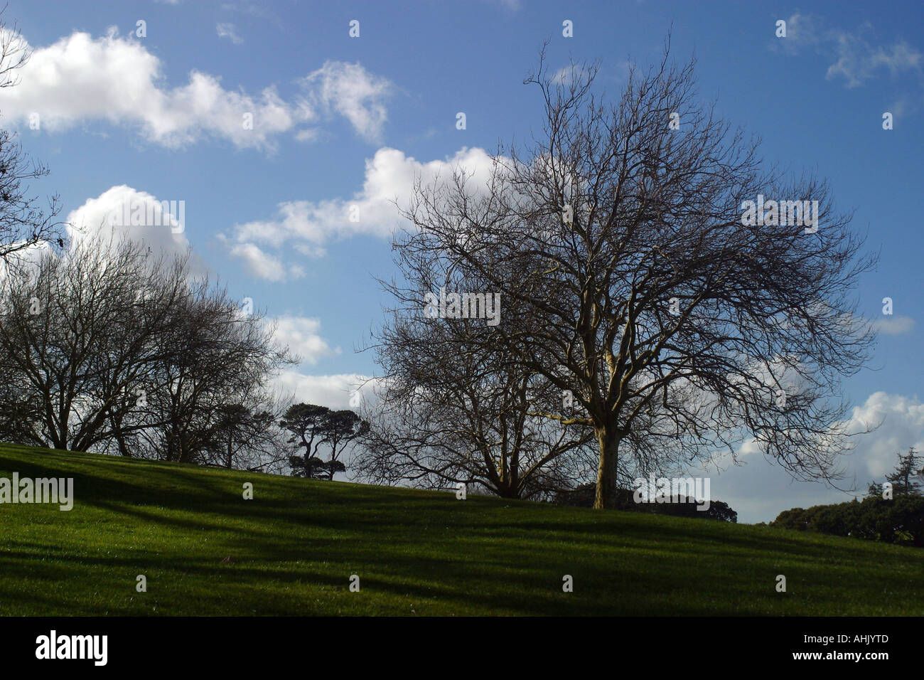 Trees in a Auckland Domain New Zealand Stock Photo - Alamy