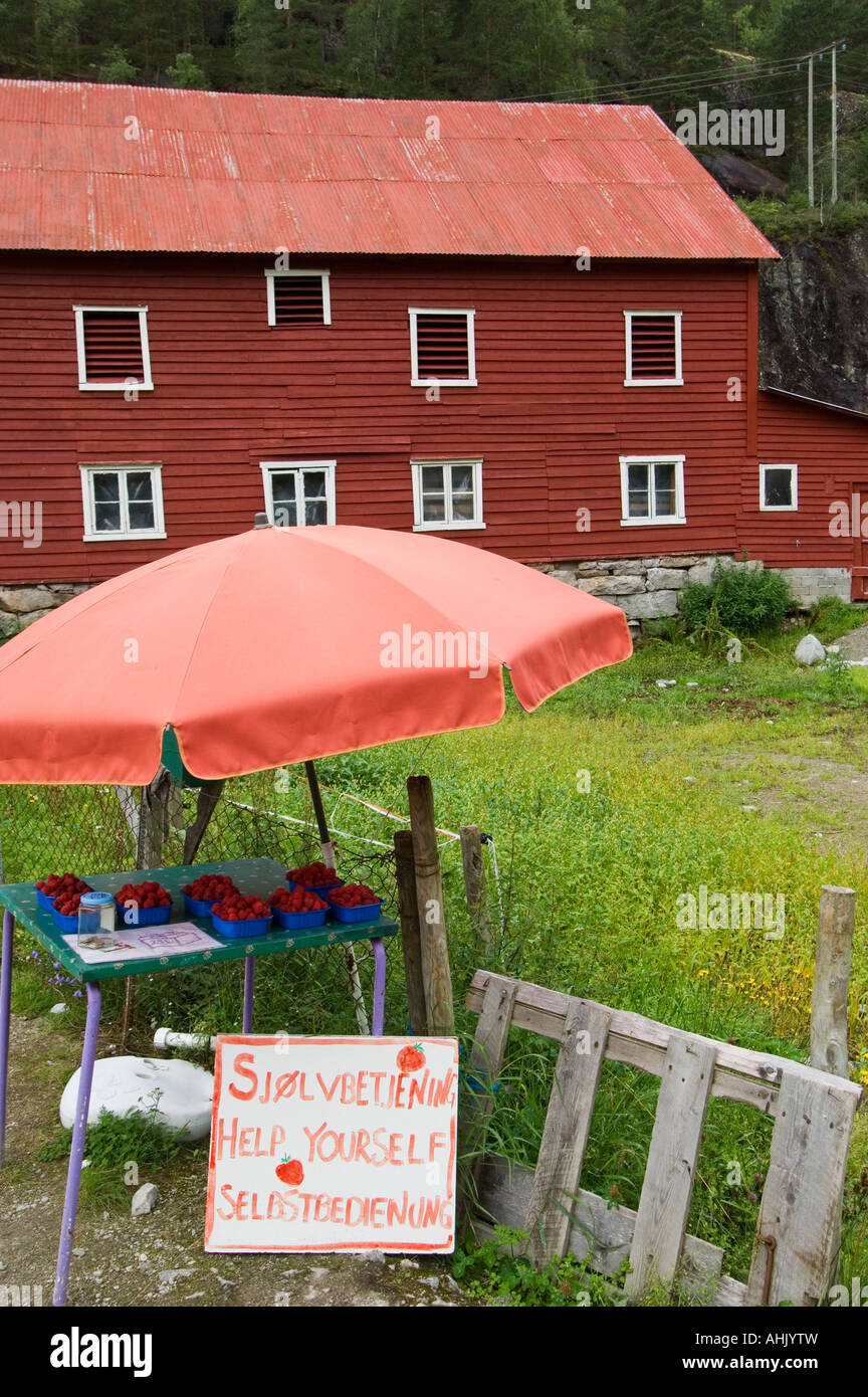 Raspberry farm Jostedal Norway Stock Photo - Alamy