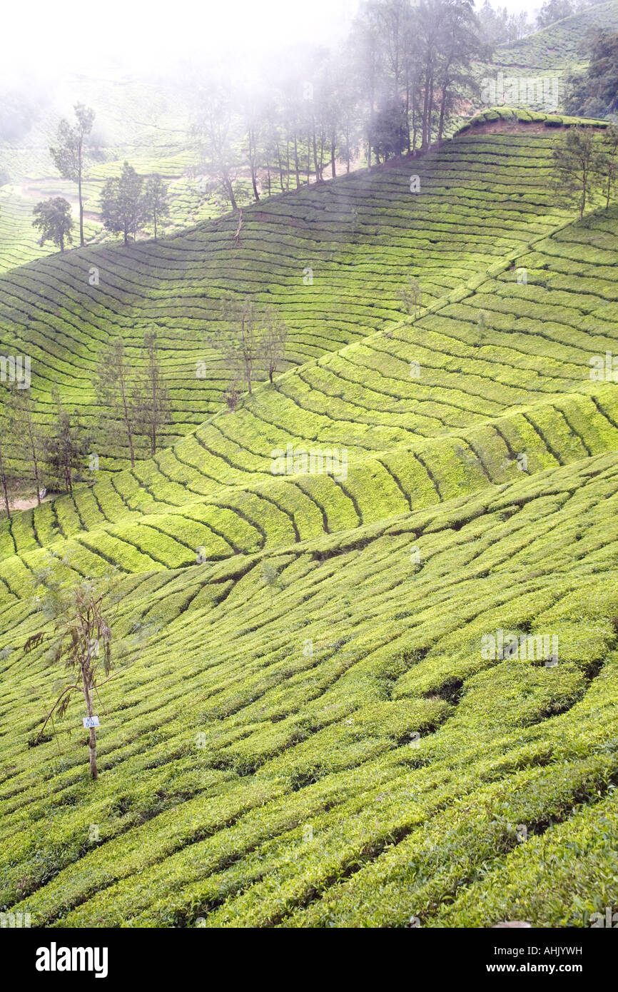 India kerala tea plants leaves plantation munnar camellia sinensis hi ...