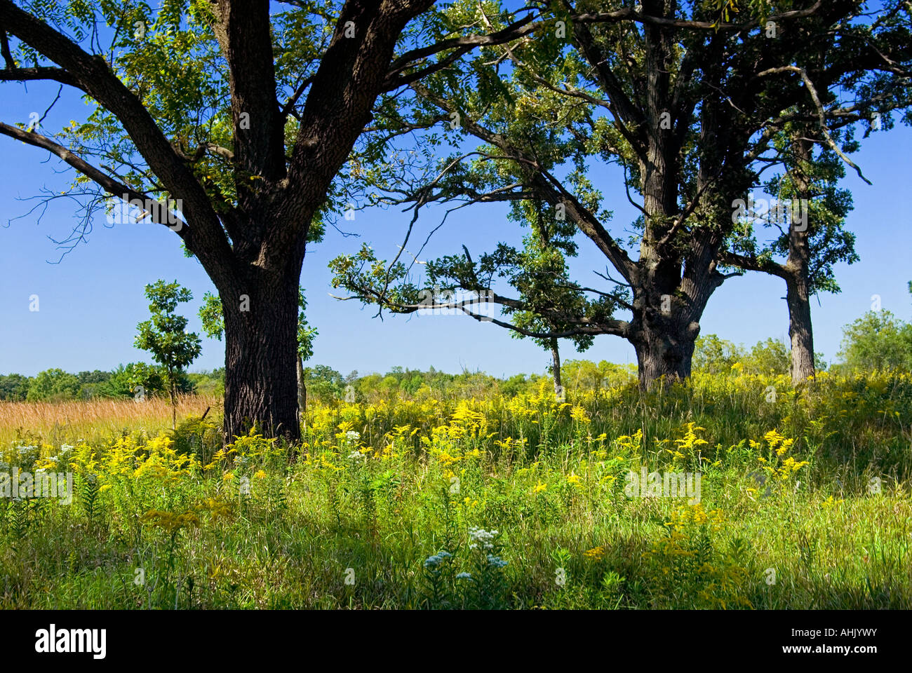 Prairie Land & Oak Trees Stock Photo - Alamy
