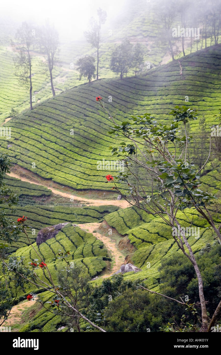 Swathes of Munnar tea estates rolling over slopes of south-western ...