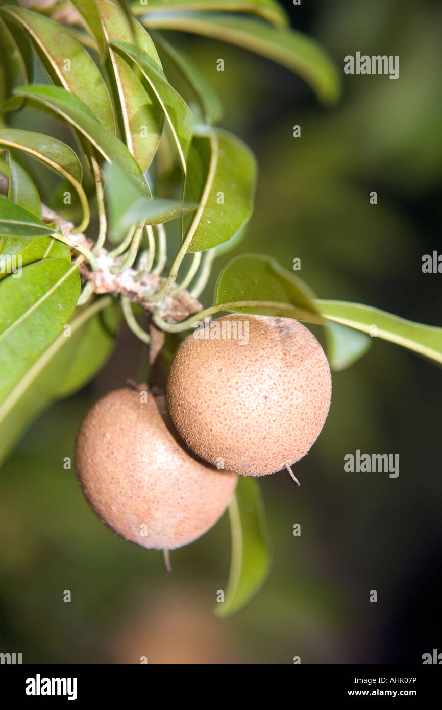 Ripe chikoo berries from Goa, India. Chiko tree is native of Mexico but ...