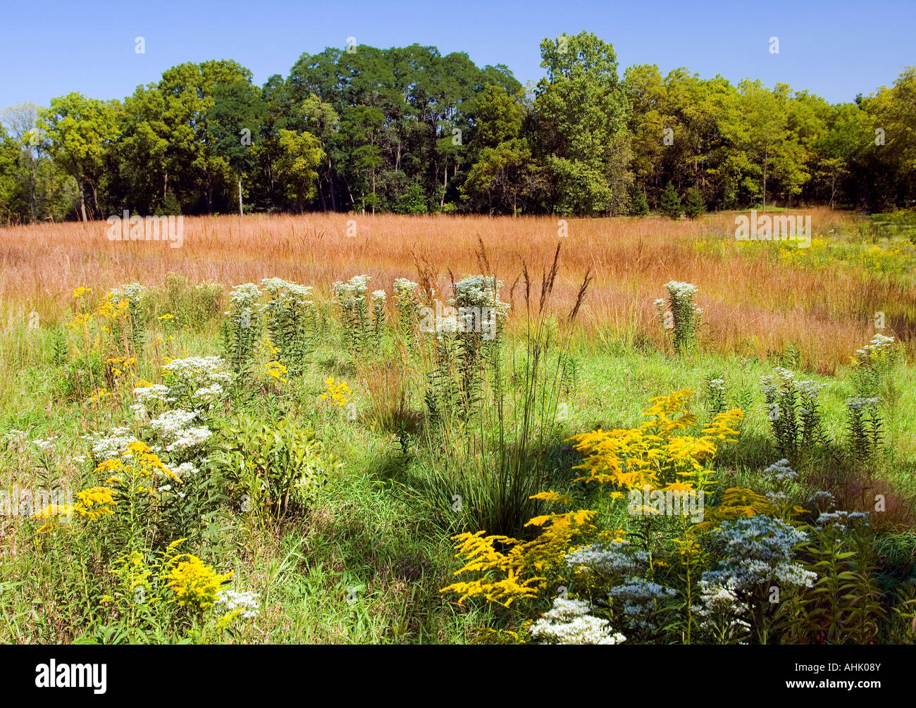 Prairie poplar hi-res stock photography and images - Alamy