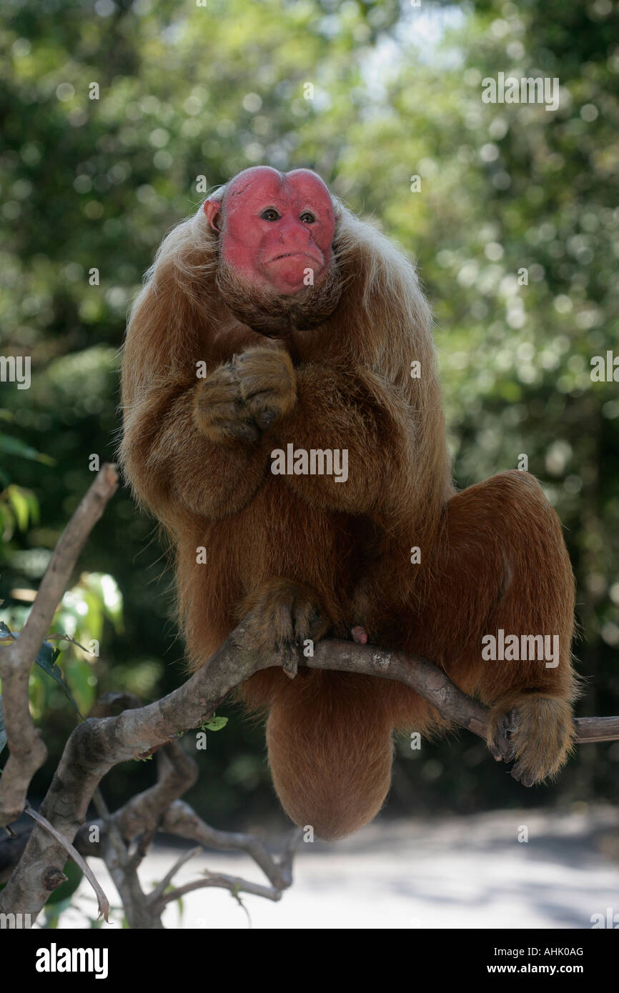 Uakari monkey Cacajao calvus Brazil Stock Photo - Alamy
