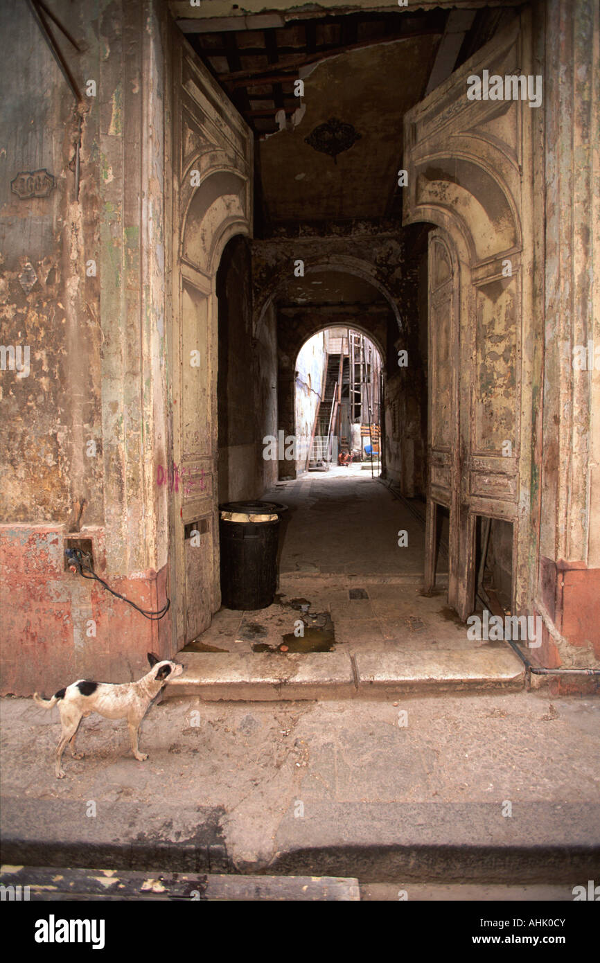 A dog walking down a street in Havana Cuba Stock Photo - Alamy